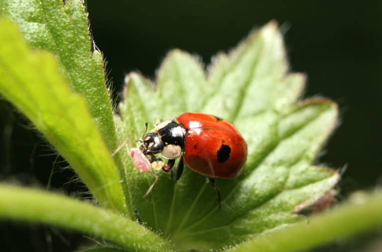 16 Things Ladybugs Like to Eat Most (Diet, Care & Feeding Tips)