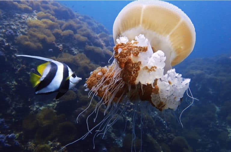12 Things Jellyfish Like to Eat Most (Diet, Care & Feeding Tips)