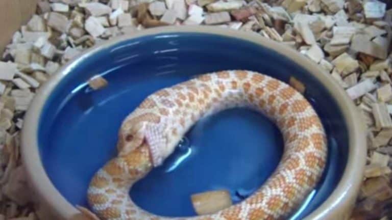 8 Main Reasons Why Snakes Eat Themselves