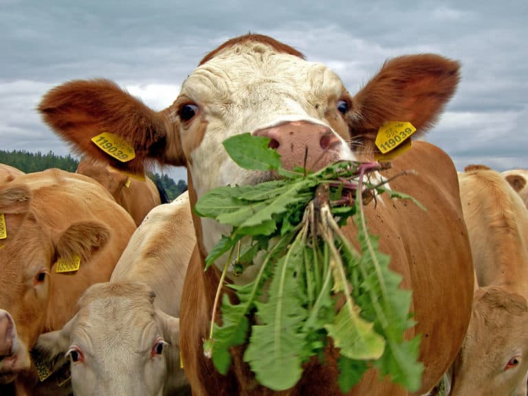 14 Choses que les Vaches Aiment le plus Manger (Conseils sur l ...