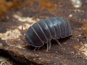 6 Things Rolly Pollies Like to Eat Most (Diet & Facts)
