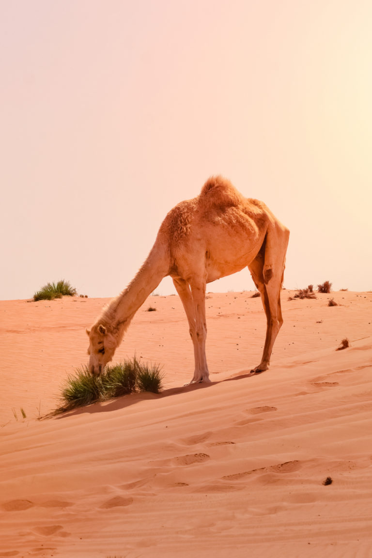 7 Things Camels Like to Eat Most (Diet, Care & Feeding Tips)