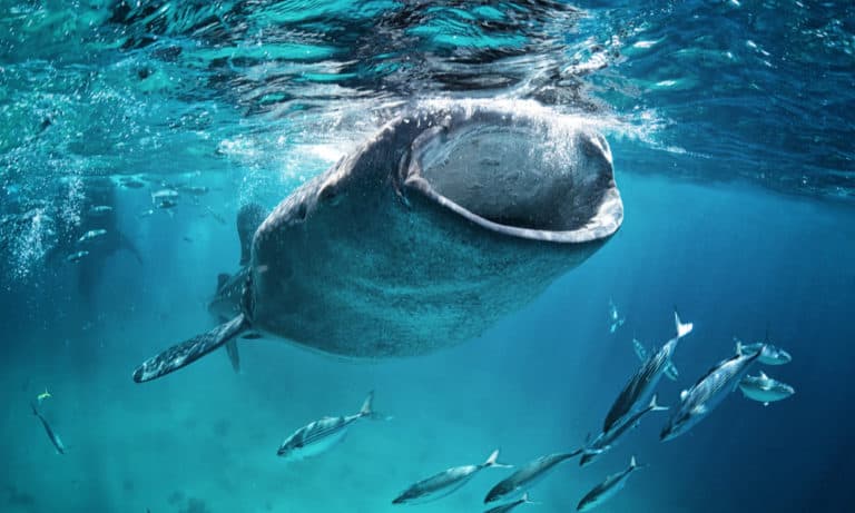 6 Things Whales Like to Eat (Diet & Facts)