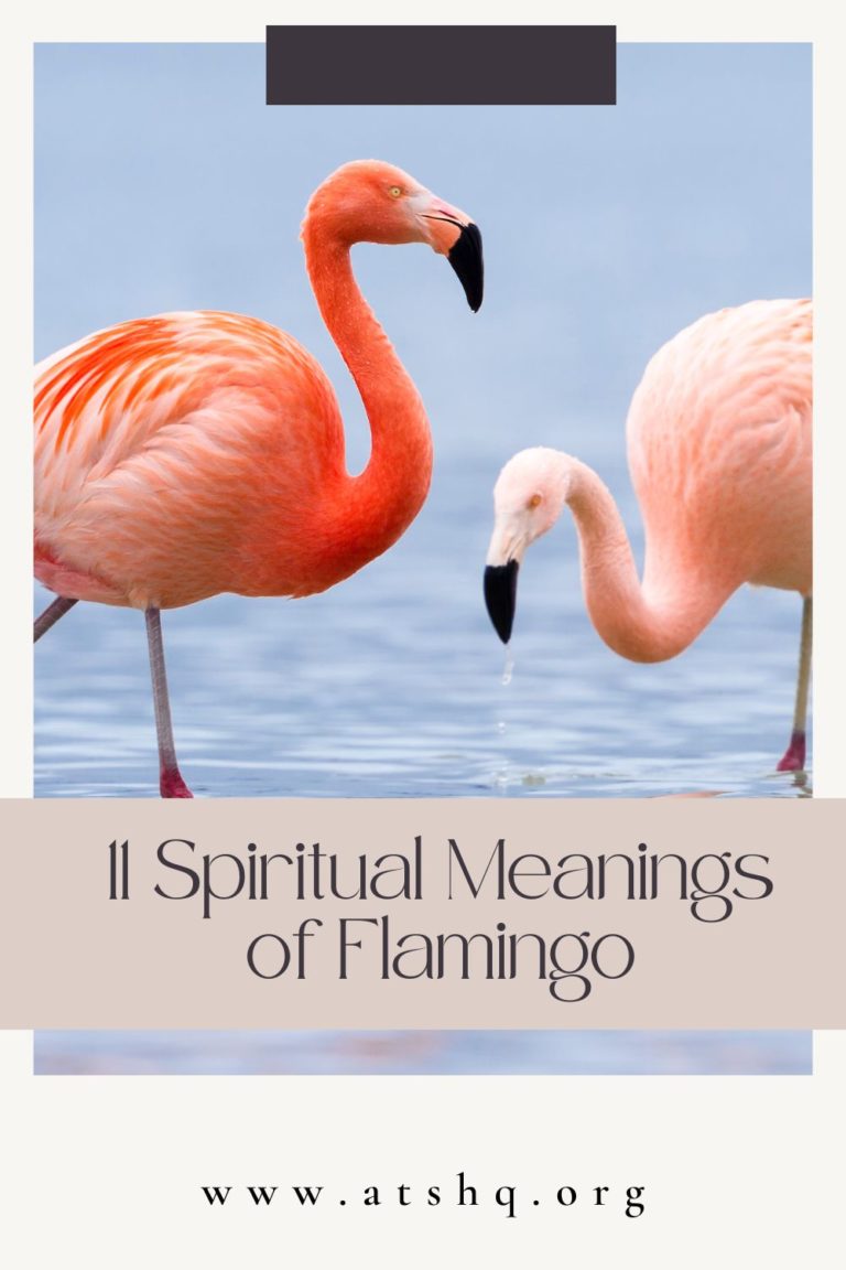 Flamingo Symbolism: 11 Spiritual Meanings of Flamingo