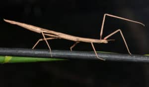 9 Things Walking Stick Bugs Like To Eat (Diet, Care & Feeding Tips)