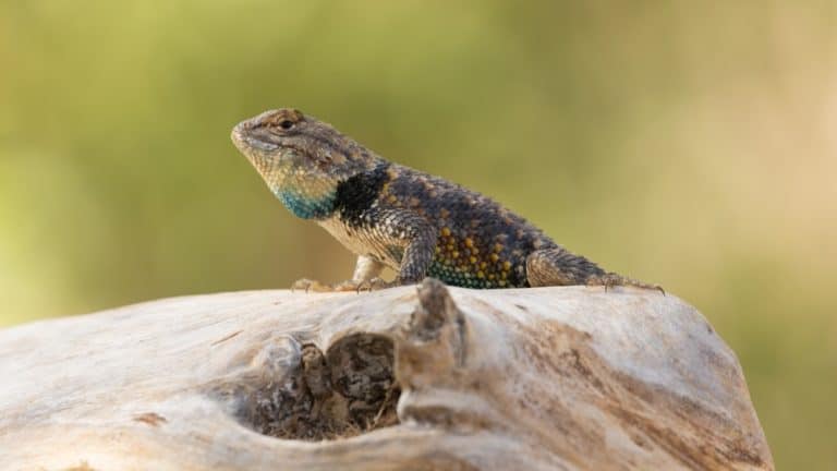 What Do Blue Belly Lizards Eat? (Diet, Care & Feeding Tips)