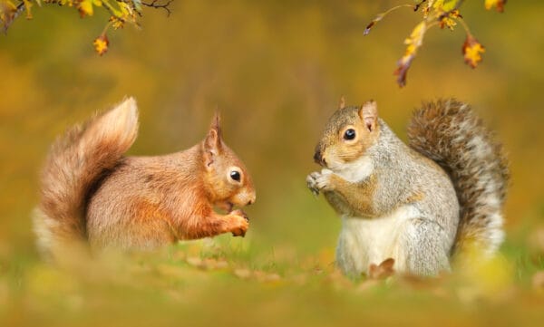 How Long Do Squirrels Live? (Average Lifespan)