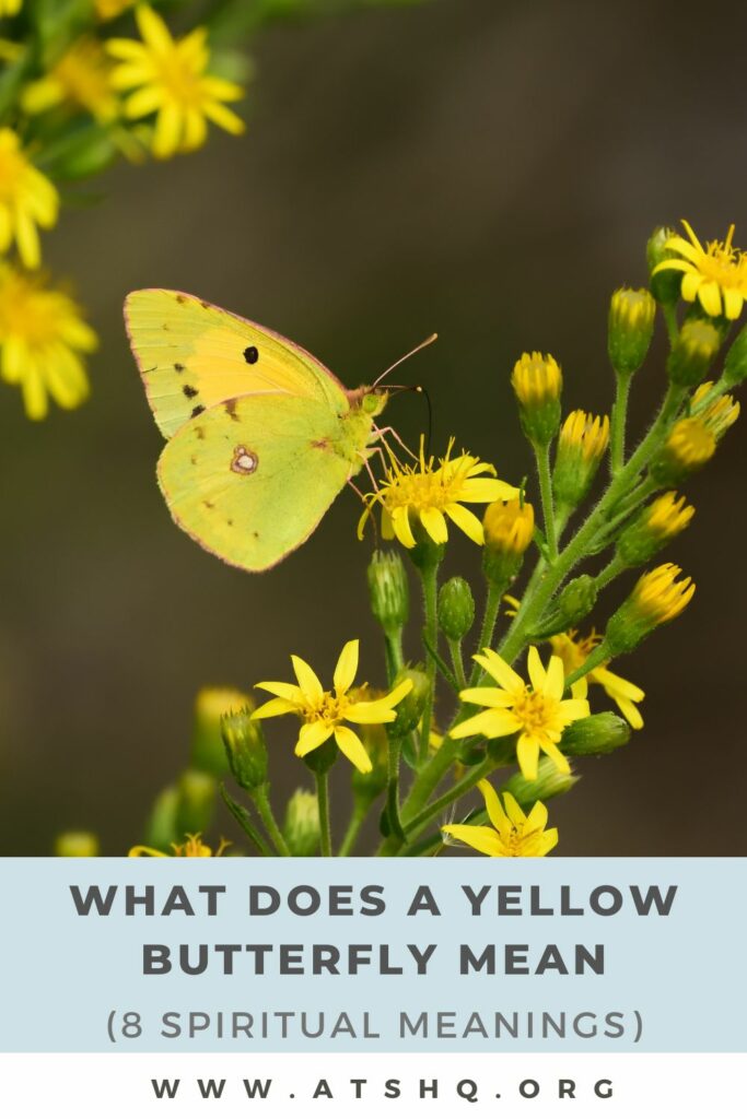 What Does A Yellow Butterfly Mean? (8 Spiritual Meanings)