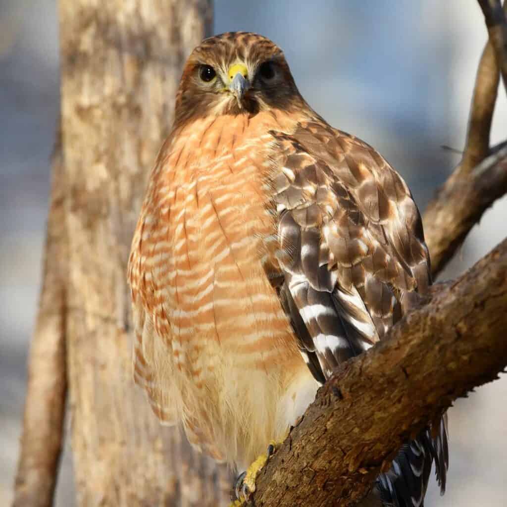 What Does It Mean When A Hawk Visits You? (12 Spiritual Meanings)