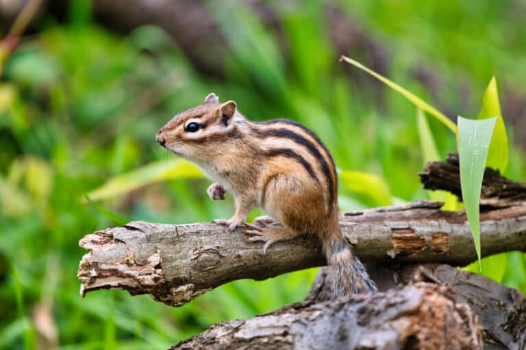 What Does Chipmunks Poop Look Like? (Identification, Dangers & Cleaning ...