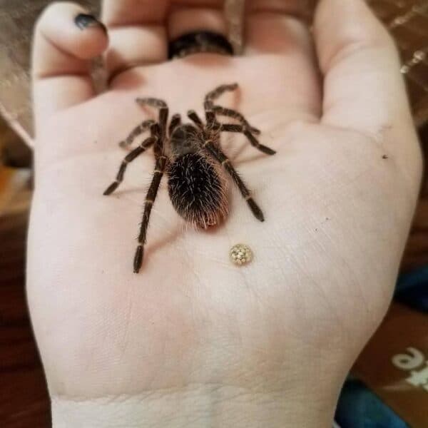 What Does Spider Poop Look Like? (Identification & Cleaning Tips)